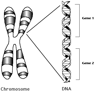 Cronologia