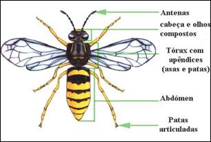 Classe Insecta