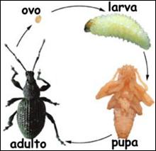 Classe Insecta