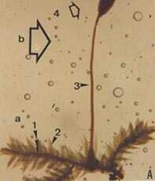 Reino Plantae