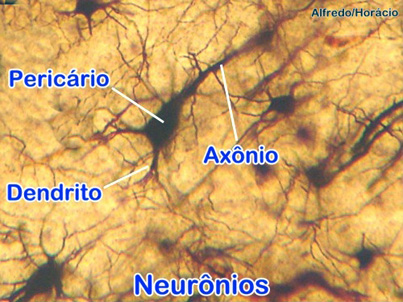 O sistema nervoso